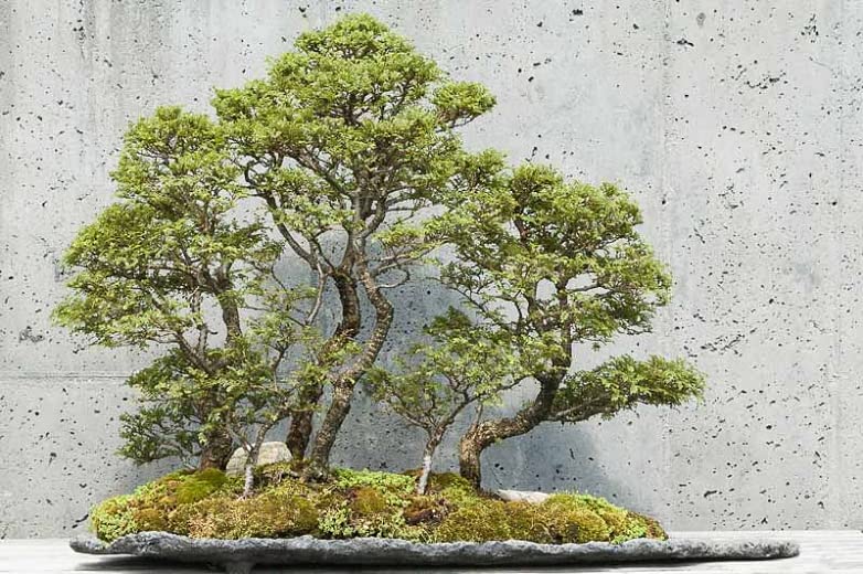 Seiju Dwarf Chinese Elm - Ulmus parvifolia - 2.5" Pot - Fairy Garden/Bonsai