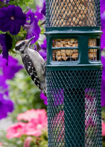 Squirrel Buster Nut Feeder Squirrel-Proof Bird Feeder for Nuts and Fruit, Two Meshes