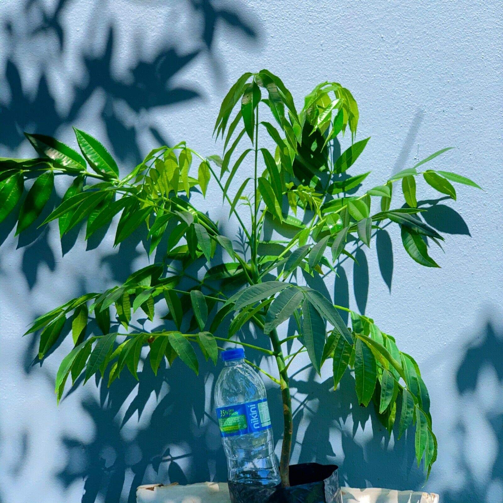 June Plum , JOBO (Spondias mombin) Tropical Fruit Live Tree 12β-24β