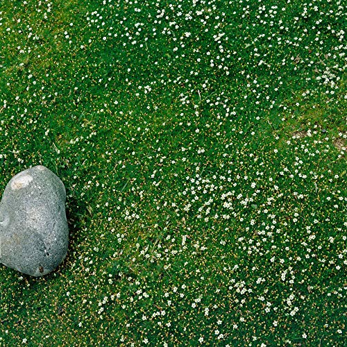 Outsidepride 5000 Seeds Perennial Irish Moss Low Growing, Mat Forming, Ground Cover Seeds for Planting