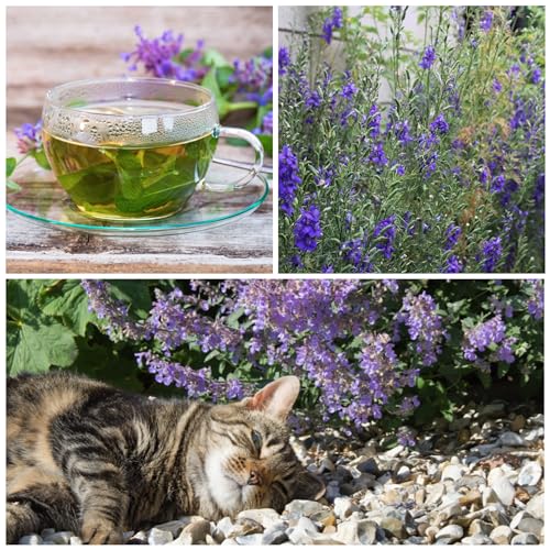 Seed Needs, Catmint Seeds for Cats - 600 Heirloom Seeds for Planting Nepeta mussinii - Perennial Flowering Medicinal Herb Non-GMO & Untreated (1 Pack)