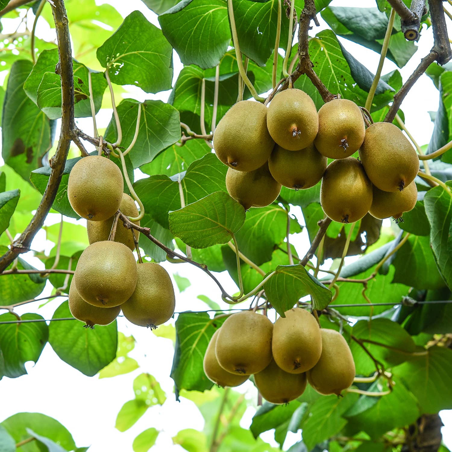 Kiwi Fruit Tree Seeds, 1000+ Premium Quality Tree Seeds, 60-75% Germination in Prime Conditions(Isla's Garden Seeds)