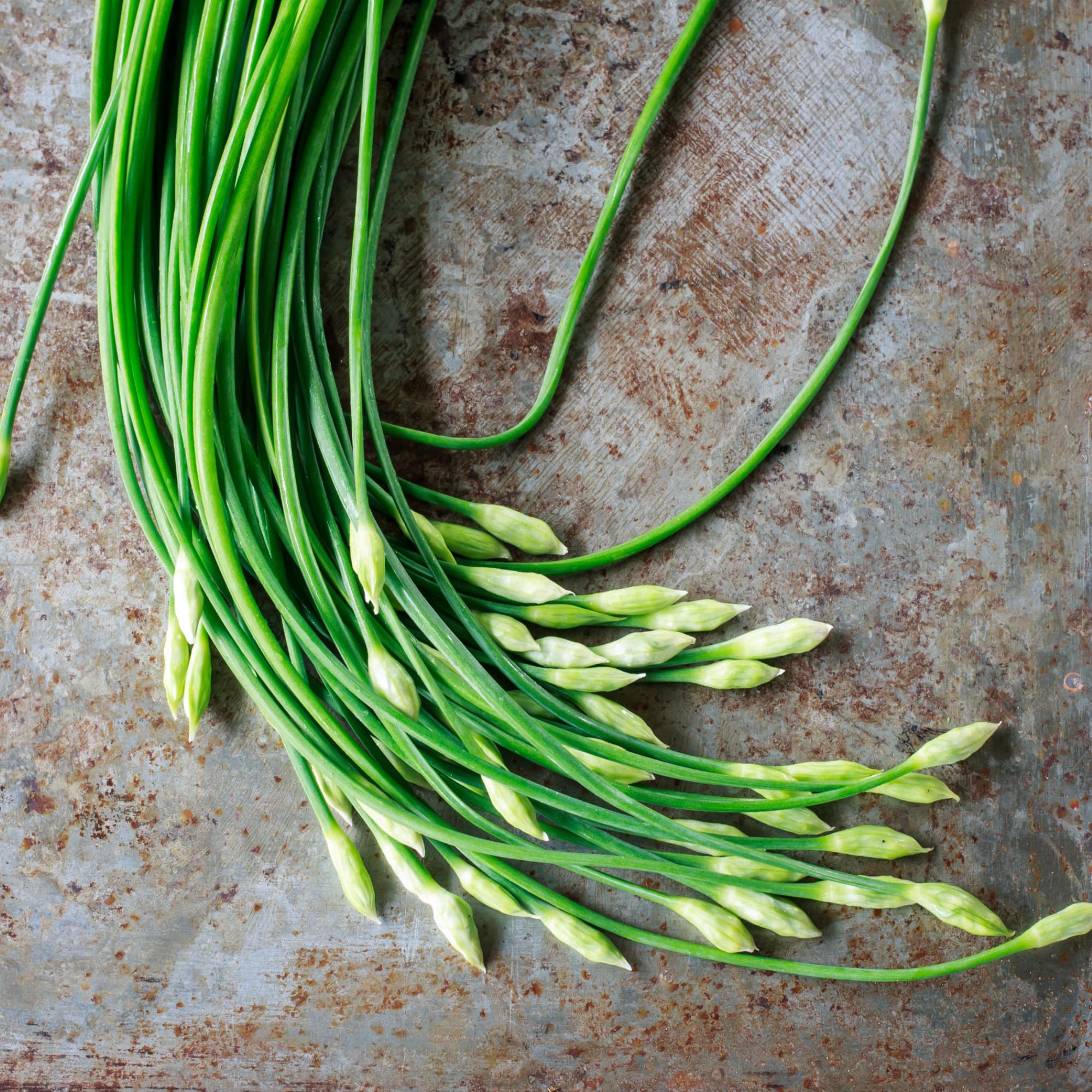 Seed Needs, Garlic Chives Seeds - 400 Heirloom Seeds for Planting Allium tuberosum - Culinary Herb, Non-GMO & Untreated, Chinese Chives for Cooking (1 Pack)