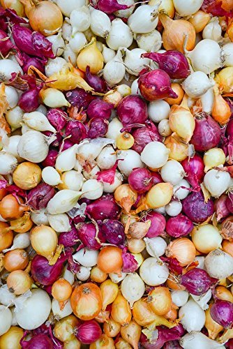 Mix, Red,Yellow,White,Onion Sets, (40 Bulbs) Garden Vegetable