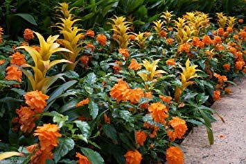 Potseed Semi Crossandra, marmellata di Arance -Firecracker Flower-Molto RARA pianta le