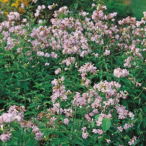 Portal Cool Semi di erbe - Saponaria - 50 semi