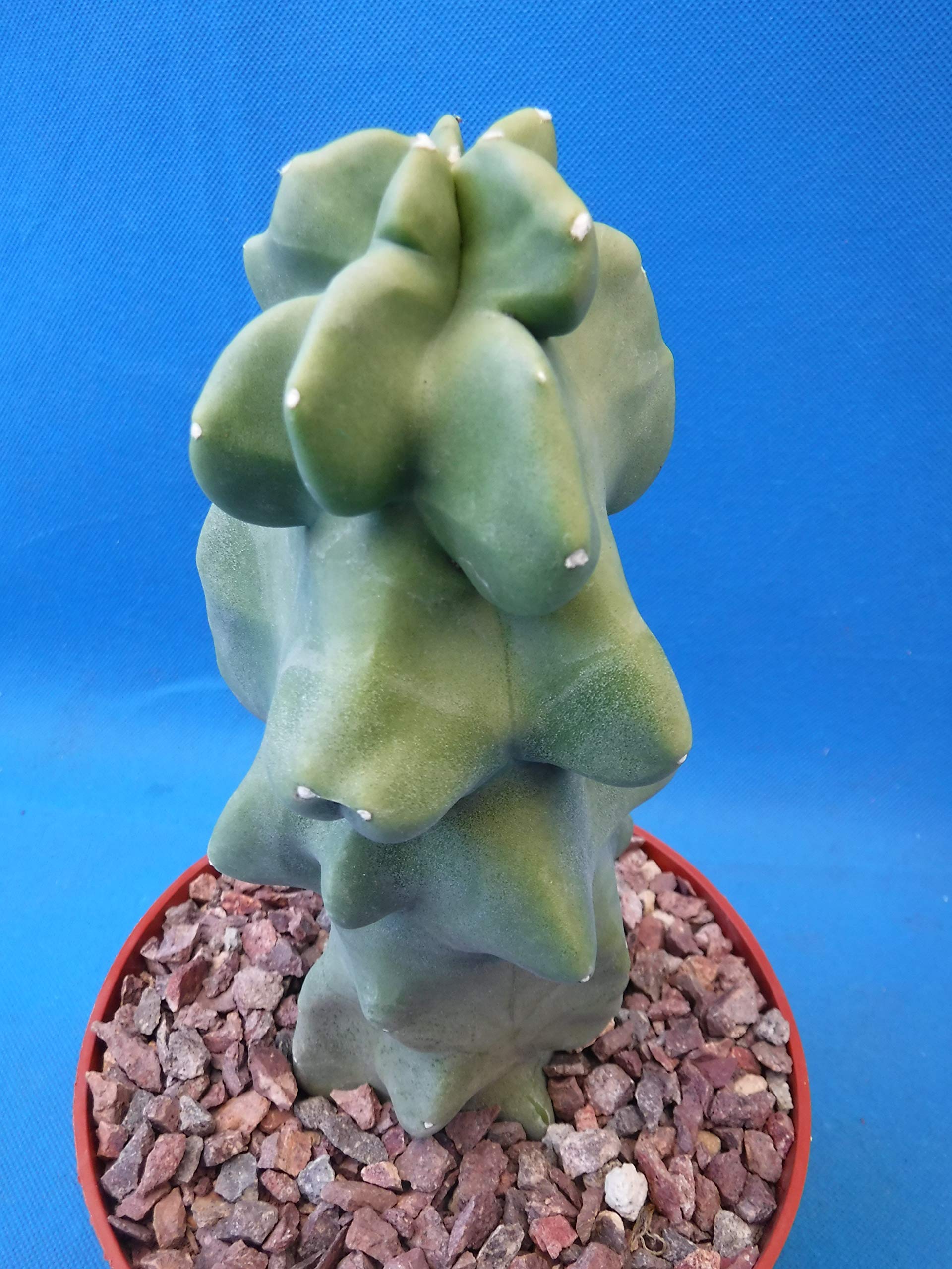 Tucson Tools Redeo 6" to 12" Tall Totem Pole Cactus (Shipped Bare Root-NO Pot!) Spineless! Very Unusual!