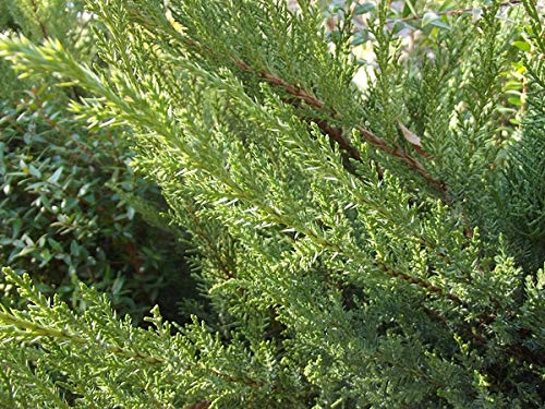 San Jose Juniper | 2 Live Gallon Size Plants | Juniperus Chinensis | Bonsai Drought Tolerant Cold Hardy Evergreen Groundcover