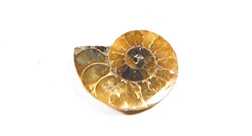 XUETZALCOATL Shridara Sudarshan Shaligram 1.5cm - 2.5cm from Kali Gandaki 1 pcs