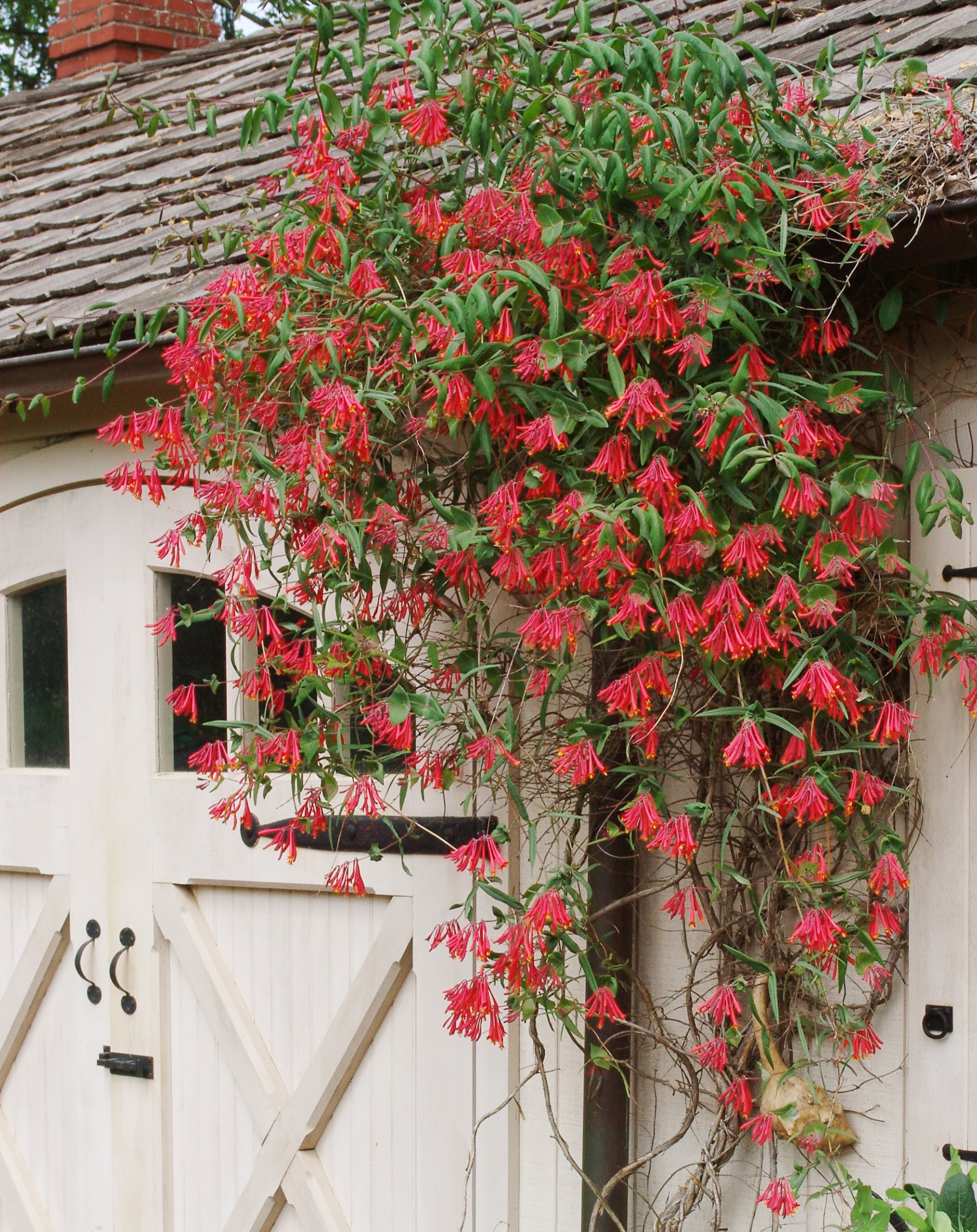 Proven Winners - Lonicera periclymenum 'Scentsation' (Honeysuckle) Vine, , #2 - Size Container