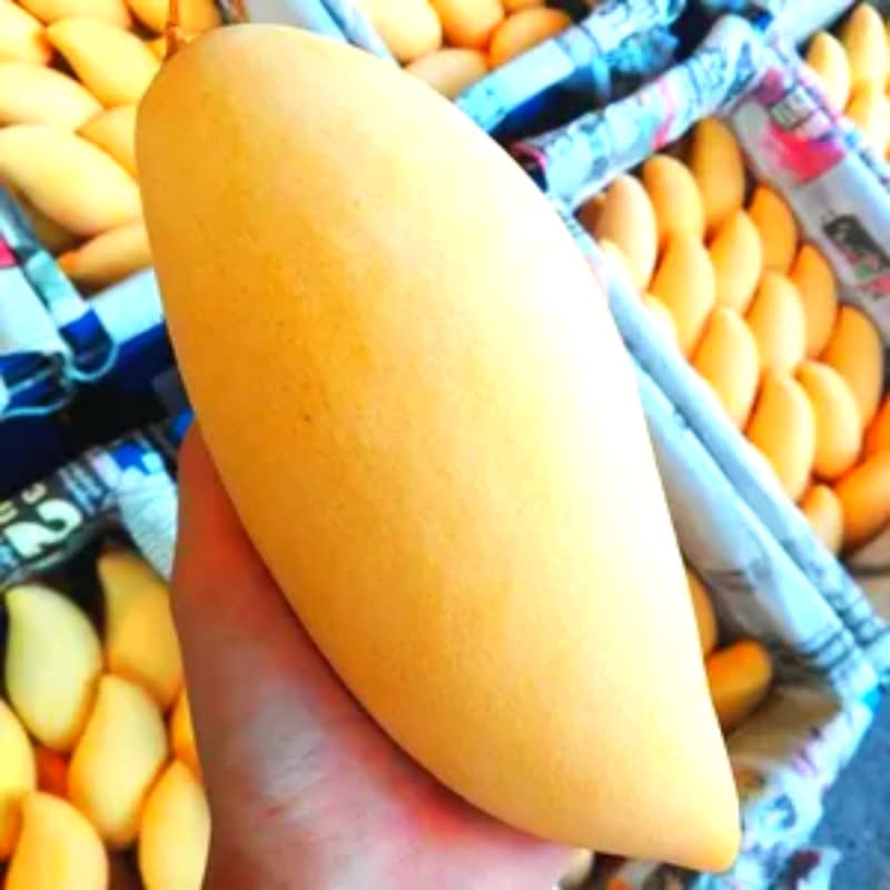 Live Mango Tree Plant Live, Mango Live Tropical Fruit Tree 10β-18β in Pot, Seeding Mango Live Plant