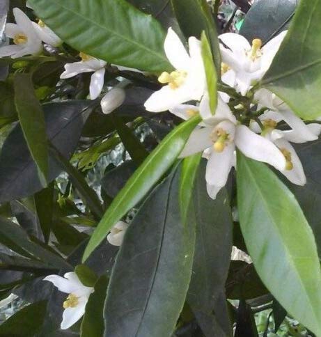Live Plant Satsuma Fruit Tree Real Live Plant Citrus 3"6"Seedling Mandarin Tangerine Orange Get 1#Nll01yn