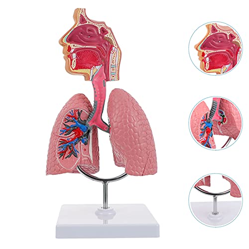 VILLCASE Human Nasal Cavity Throat Anatomy Model, Human Lung Model, Respiratory System Lung Model Teaching Tool, for Students Study Display Teaching Model