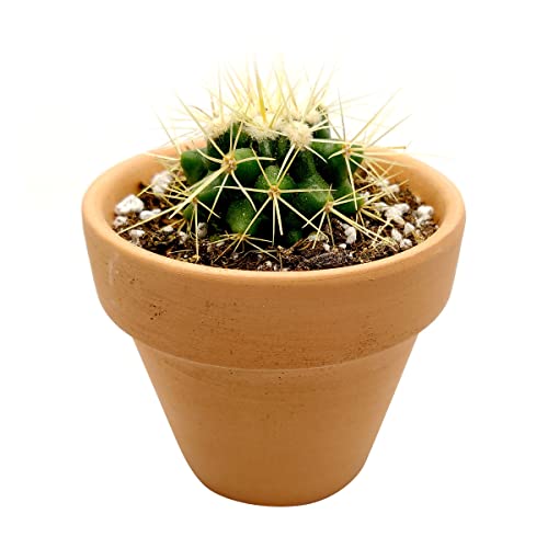 SUCCULENTS BOX | Unique Collection of Live Cactus Plants, Golden Barrel Cactus (2'' + Clay Pot), Hand Selected, Rare Varieties for Gift or Home Decoration