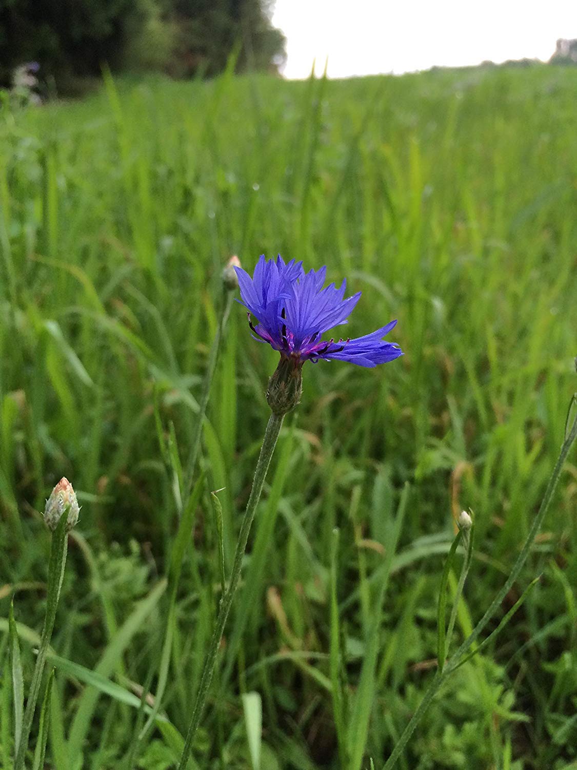 Pure Blue Cornflower Petals - 100% Natural Centaurea cyanus - Dried, Grown in Germany Herbal Cornflower Flowers for Cupcakes, Lattes, Tea Blends, Bath Products, Gifts, Crafts