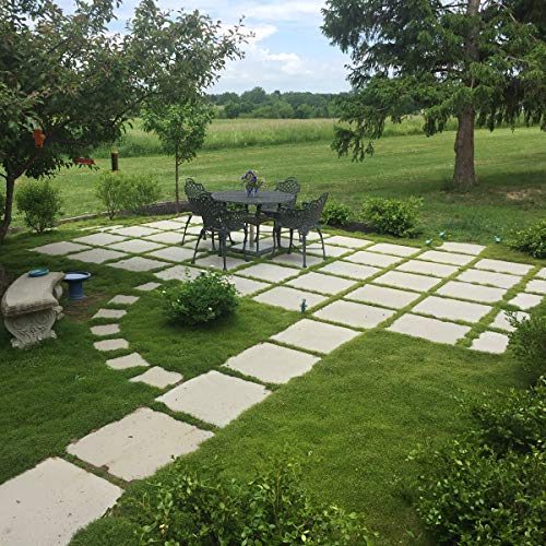 Outsidepride 5000 Seeds Perennial Irish Moss Low Growing, Mat Forming, Ground Cover Seeds for Planting