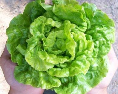 Semi Leggenda Online Giardino lattuga Pollicino DGSLET143YO (Verde) 50 Semi cimelio organici