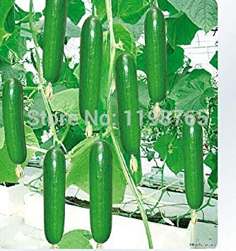 Semi all'ingrosso del cetriolo Della frutta 50pcs, semi Verdi Della verdura, piante dei del Fiore