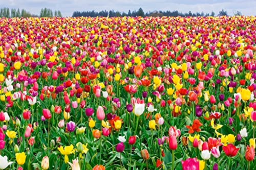 Tulip Bulbs - Landscaper Mix - 100 Bulbs, Mixed, Container Garden, Cut Flower Garden, Deer Resistant, Easy to Grow Maintain, Fragrant