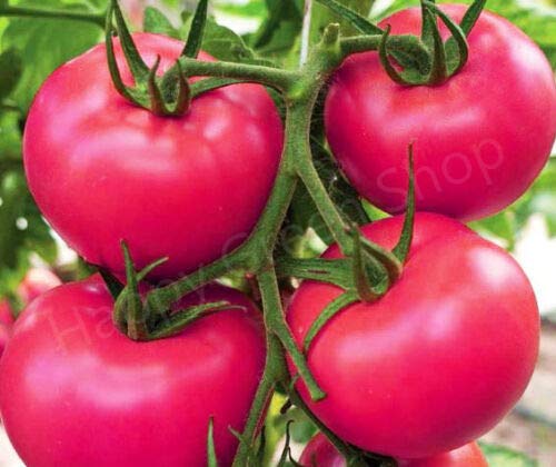 Semi freschi - Pomodoro rosa vegetale - 300 semi - Maliniak - Pomodoro di Lampone