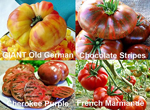 This is A Mix!!! 30+ Rainbow Deluxe Tomato Seeds Mix 16 Varieties, Heirloom Non-GMO, Indeterminate, Old German, Chocolate Stripes, Ukrainian Purple, Amish Paste USA