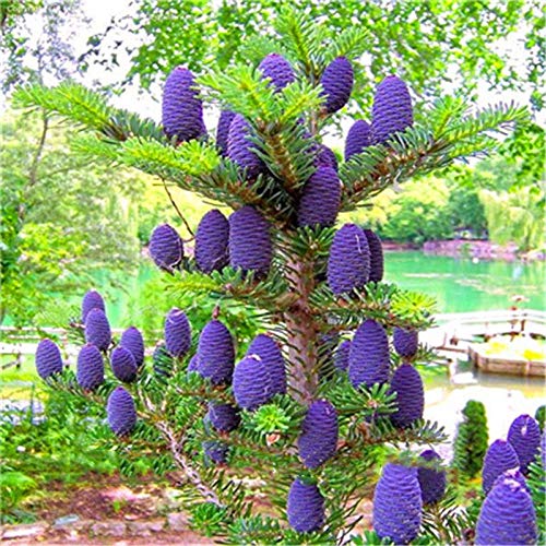 Portal Cool Abies Semi coreano piante Semi abete di Natale semi di Fiori 50 Pz