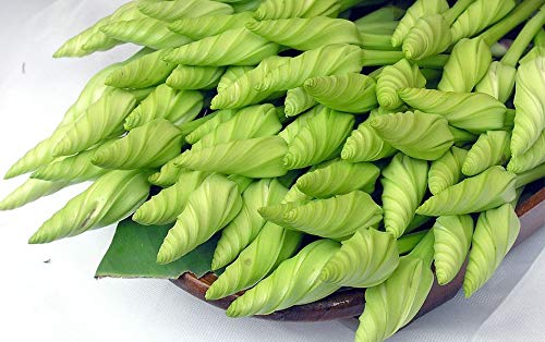 Portal Cool Tipo 5: Semi di perenne Semi di Piante vegetali My8L