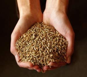 Winter Rye Grass Seed Grass Seed Fall Mix Ryegrass Seeds For Lawn No Till Food Plot Seed,Fall Cover Crop Seed Mix 10lbs by Old Cobblers Farm