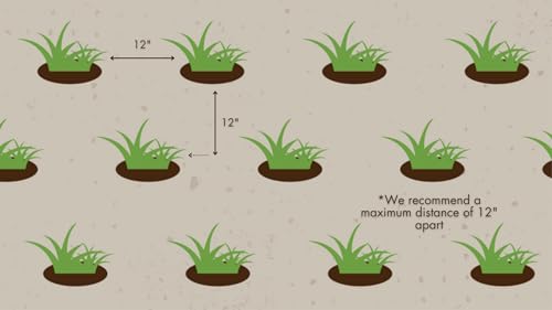 Zoysia Plugs - 100 Full Zoysia Grass Plugs | Mature Roots | Individually Grown