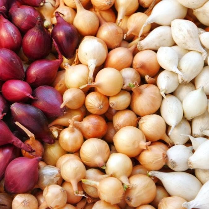TomorrowSeeds - 3 Colors Mix Onion Sets (Starter Bulbs) - 25+ Count | Yellow, Red, White Sweet Onions Set for Growing Gardening Noon Day Vegetable Seed for 2025