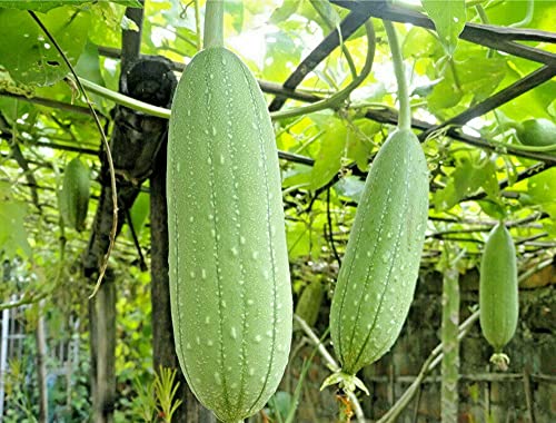 VAACNEE 30 Seeds of Loofah Gourd Sponge (Luffa Aegyptiaca) Annual Plant