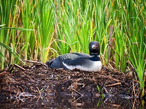 Loon on Nest - Lake Pennesseewassee - Norway, Maine Photograph