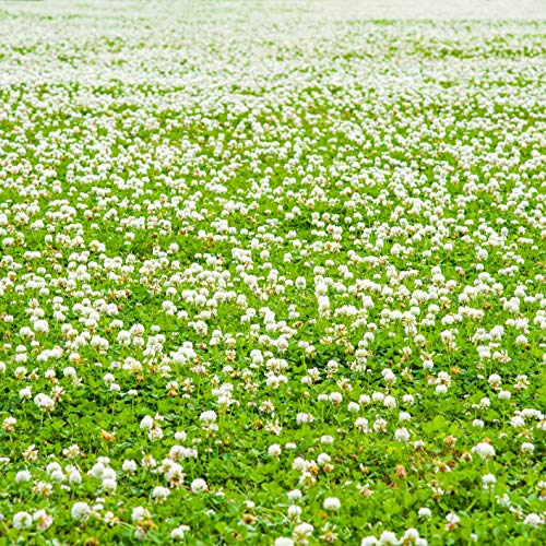 Outsidepride 10 lb. Perennial White Dutch Clover Seed for Erosion Control, Ground Cover, Lawn Alternative, Pasture, & Forage