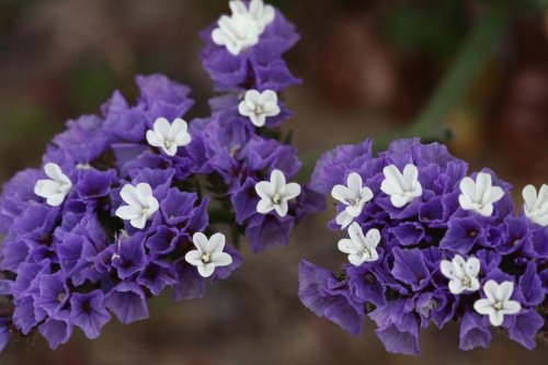 Statice Lilac - 100 semi - Sea Lavender - Limonio Sinuatum - Fiore secco - NPWS