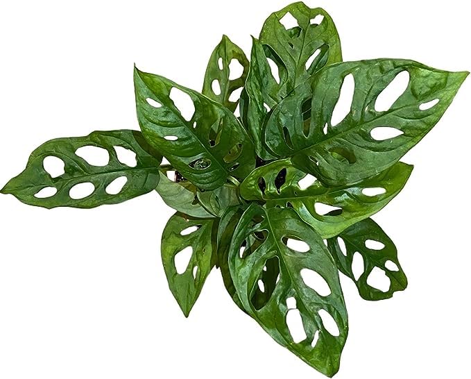 Monstera Adansonii Swiss Cheese Plant, Unique and Beautiful Statement in Any Space, Green Thumbs up and Plant Lover's Favorites in 4" Pot - Hopewind Plants Shop