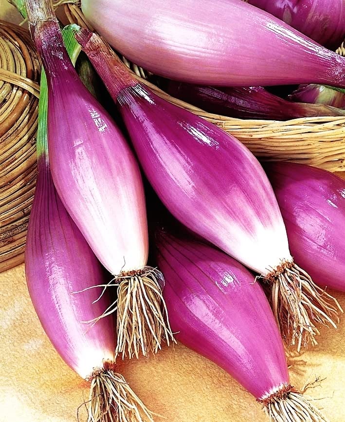 RAISE ME UP: Seeds Red Banana Shallot Onion Non GMO Heirloom