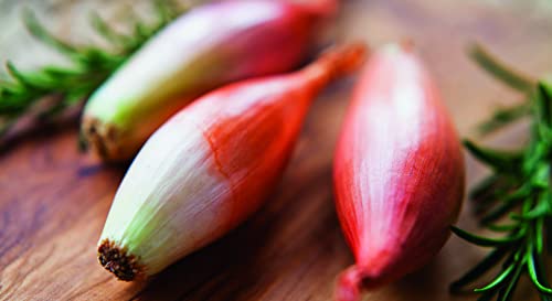 RAISE ME UP: Seeds Red Banana Shallot Onion Non GMO Heirloom