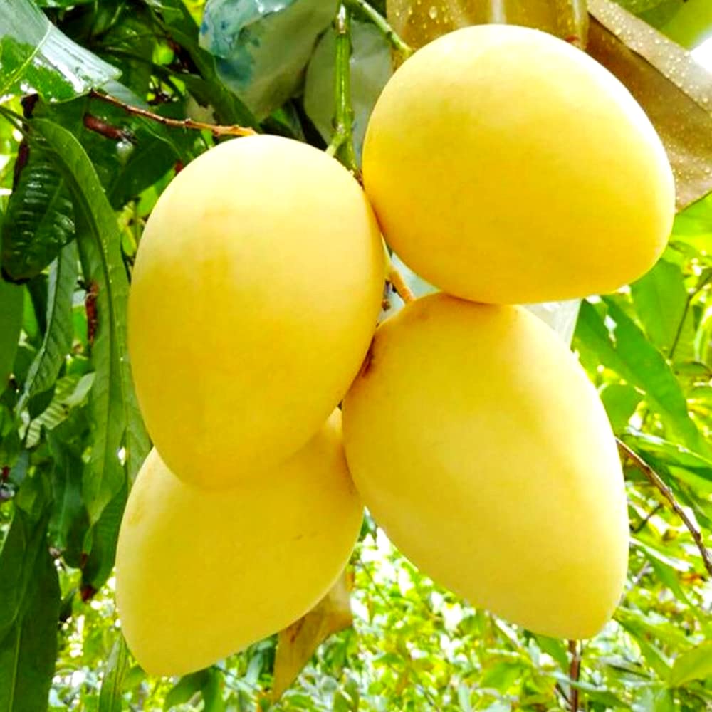 Live Mango Tree Plant Live, Mango Live Tropical Fruit Tree 10β-18β in Pot, Seeding Mango Live Plant