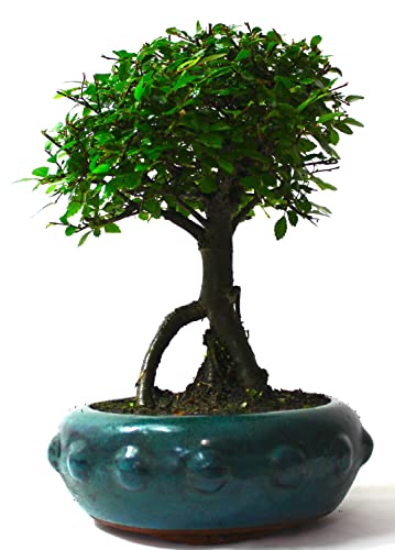 Seiju Dwarf Chinese Elm - Ulmus parvifolia - 2.5" Pot - Fairy Garden/Bonsai