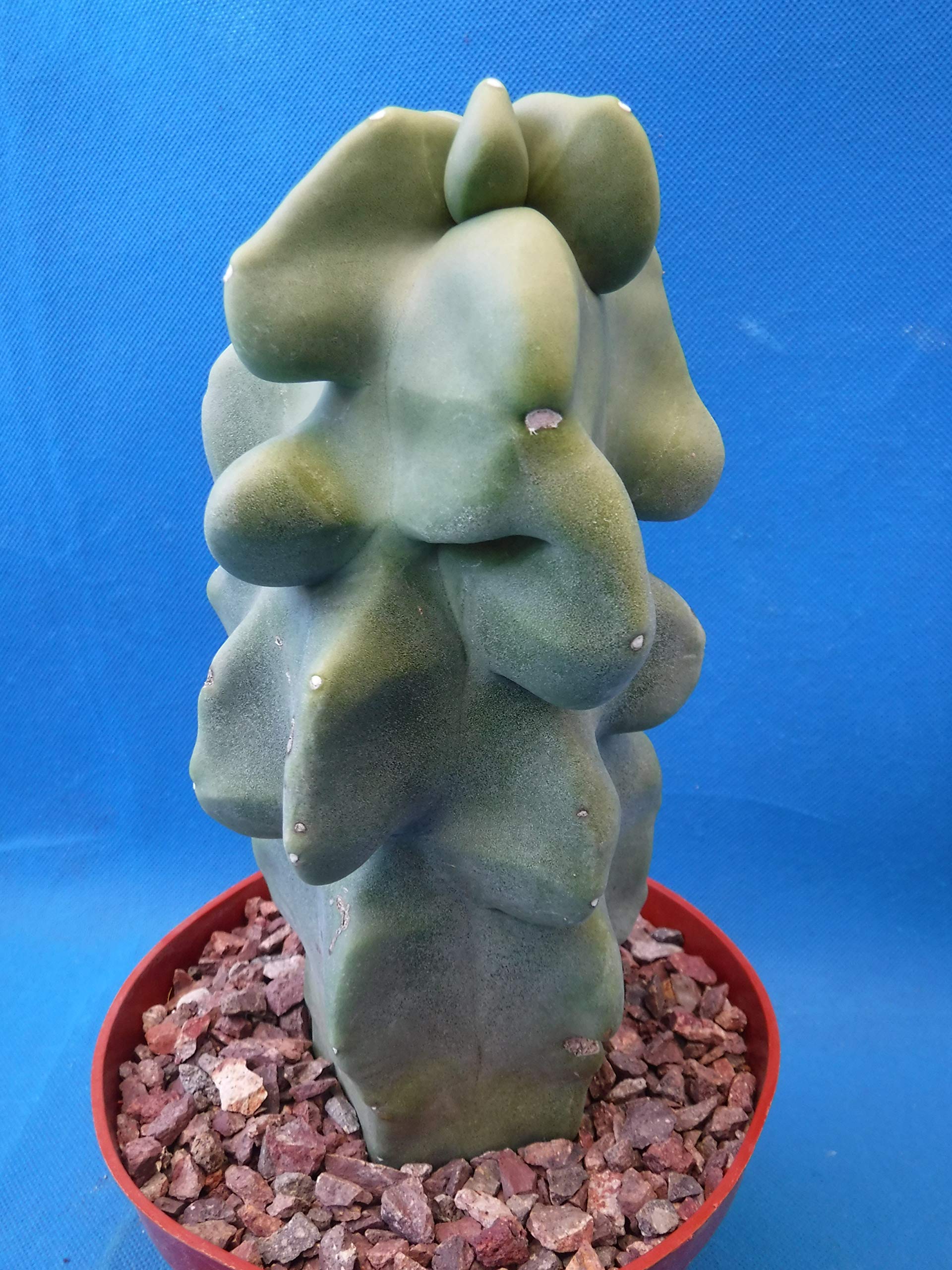 Tucson Tools Redeo 6" to 12" Tall Totem Pole Cactus (Shipped Bare Root-NO Pot!) Spineless! Very Unusual!