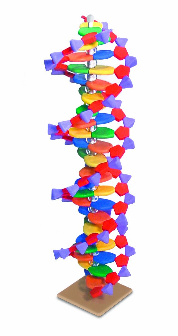 Molymod W19760 miniDNA 22 Layer Molecular Model, 11cm Diameter x 44cm Height
