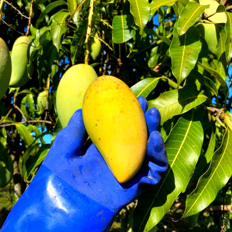 Live Mango Tree Plant Live, Mango Live Tropical Fruit Tree 10β-18β in Pot, Seeding Mango Live Plant