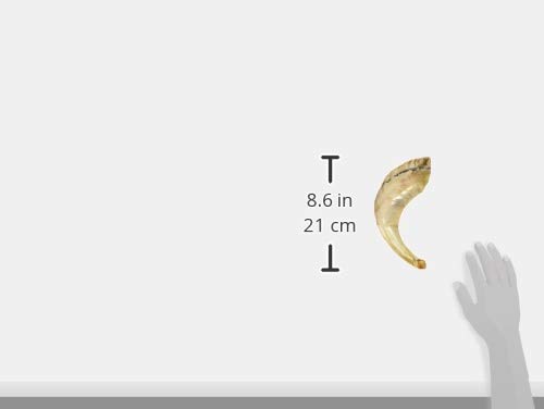 KOSHER ODORLESS NATURAL SHOFAR | Genuine Rams Horn | Smooth Mouthpiece for Easy Blowing | Includes Velvet like Drawstring Bag and Shofar Blowing Guide (12”-14”)