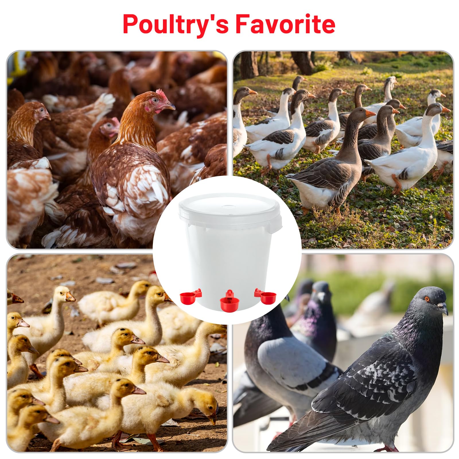 Sykria Chicken Water Cups, Automatic Waterer Kit for Poultry, 3/8 Inch Thread Filling Poultry Drinking Bowl Chicken, Ducks, Birds, Turkeys etc (6 Pack)