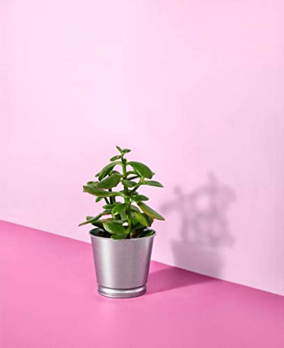 Mini Metal Buckets, 5-Pack Tin Bucket for Buffet Party Supplies, Flower Vases, Wedding Supplies, and Table Decoration