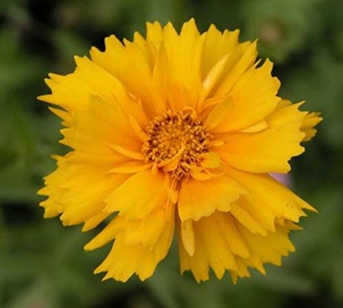 Largeflower Tickseed-Brilliant Golden Blooms Large and Very Showy (25 - Seeds)