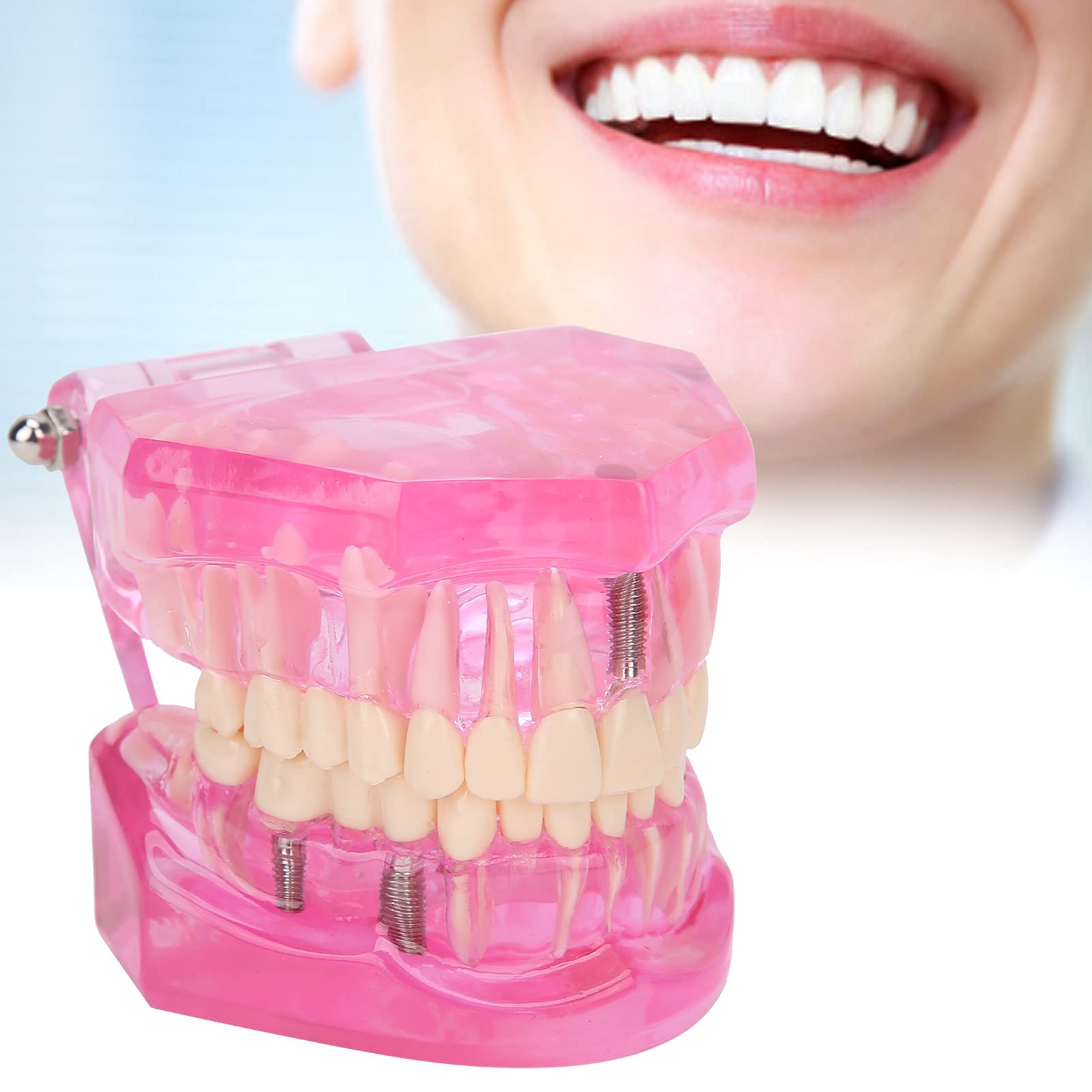 Transparent Adult Teeth Model ,Pathological Removable Teach Repair Studying Dental Teaching Tools Standard Size