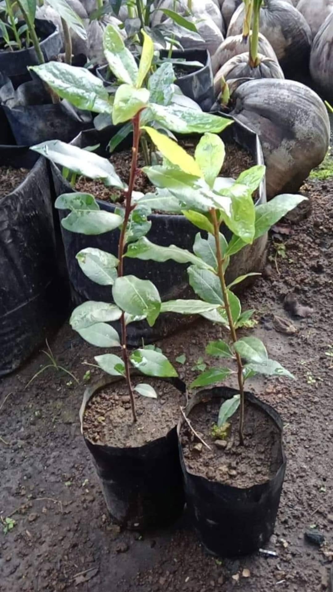 Laurus Nobilis Bay Leaf Tree, Sweet Bay Leaf Live Plant Tree, Bay Laurel Tree, 6-8" in Tall