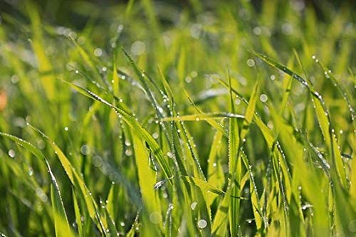 Winter Rye Grass Seed Grass Seed Fall Mix Ryegrass Seeds For Lawn No Till Food Plot Seed,Fall Cover Crop Seed Mix 10lbs by Old Cobblers Farm