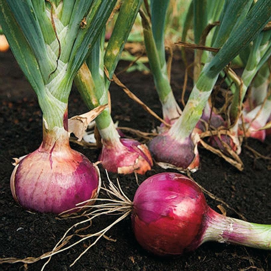 TomorrowSeeds - 3 Colors Mix Onion Sets (Starter Bulbs) - 25+ Count | Yellow, Red, White Sweet Onions Set for Growing Gardening Noon Day Vegetable Seed for 2025